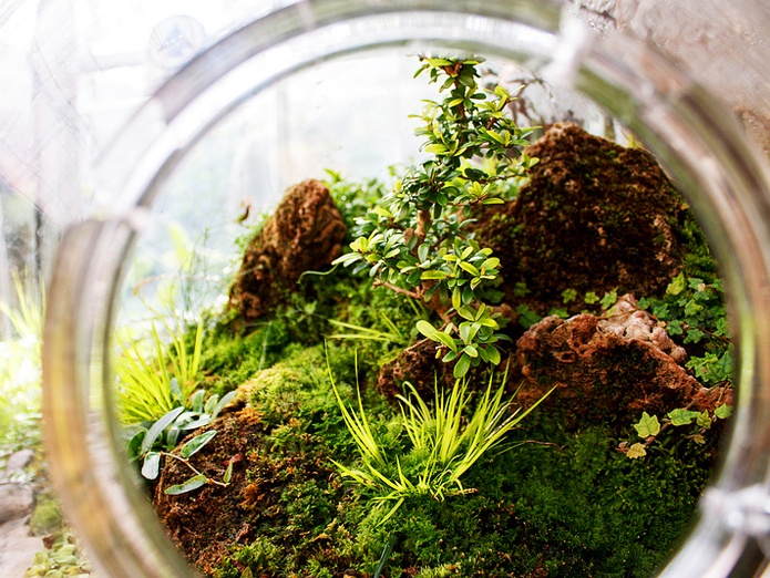 Leaning-Terrarium – Hendricks County Parks & Recreation